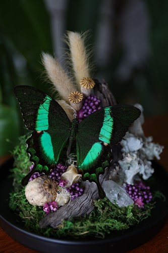 Artist - Cabinet of Curiosity